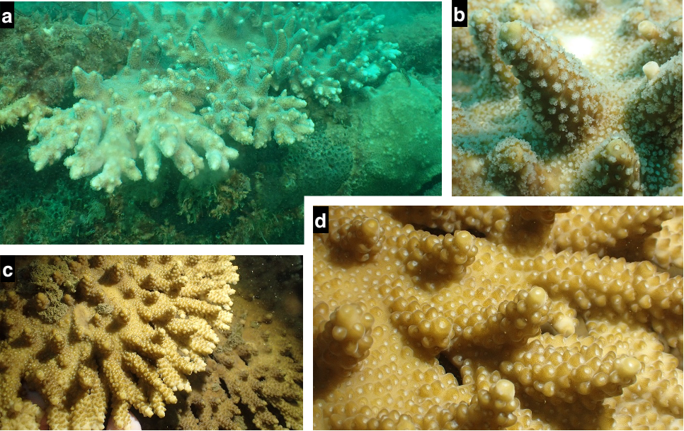 Corals of the Exmouth Navy Pier | Project Phoenix