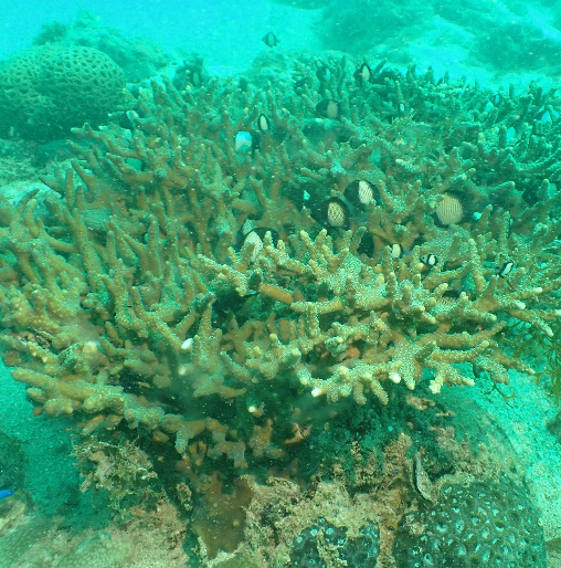 Corals of the Exmouth Navy Pier | Project Phoenix