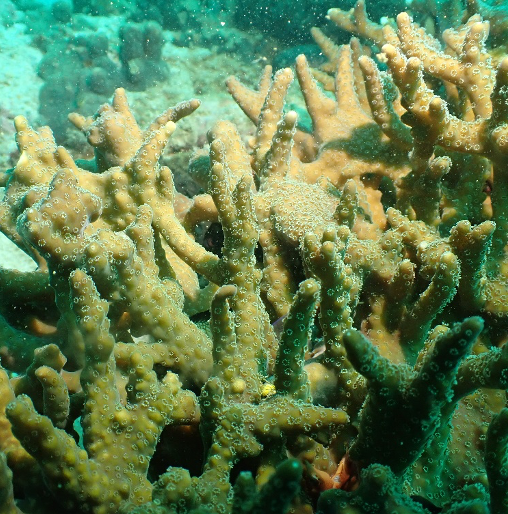 Corals of the Exmouth Navy Pier | Project Phoenix