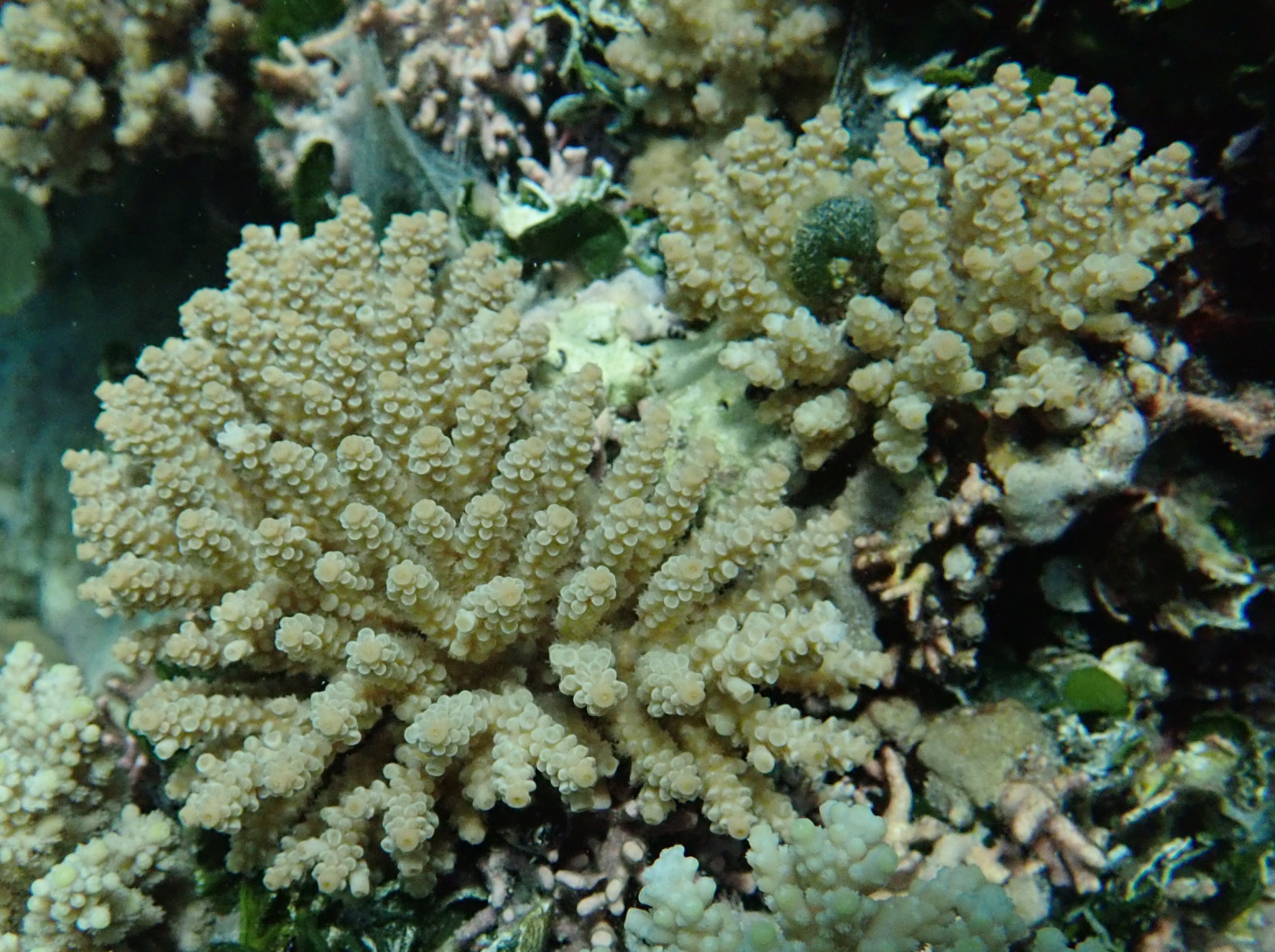 New paper: “A tenuis relationship: traditional taxonomy obscures ...