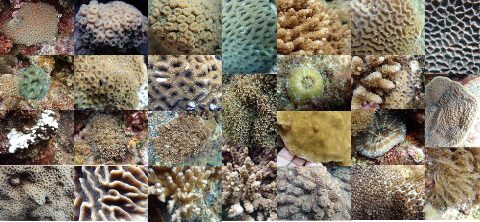 The Crystal Pool on Norfolk Island, January 2024 | Project Phoenix