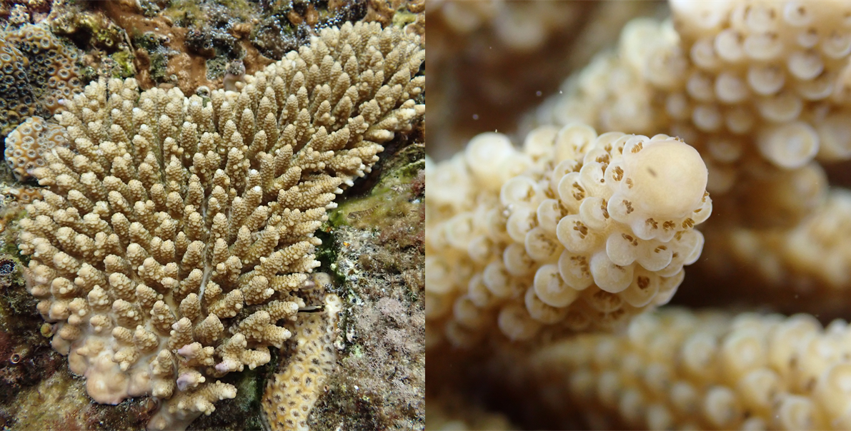 The Crystal Pool on Norfolk Island, January 2024 | Project Phoenix